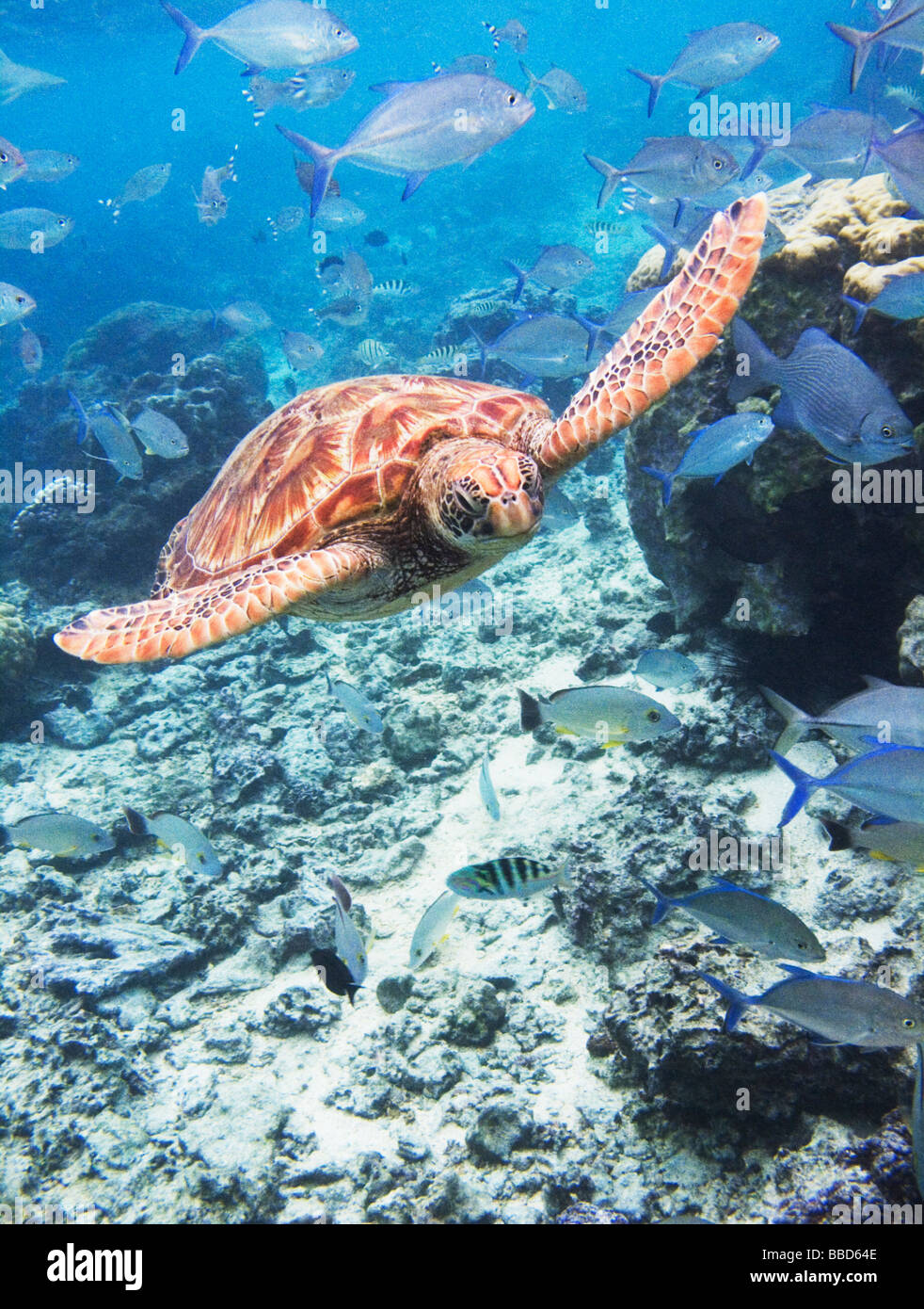 Snorkeling with sea turtles near Moorea, French Polynesia (Tahiti Stock ...