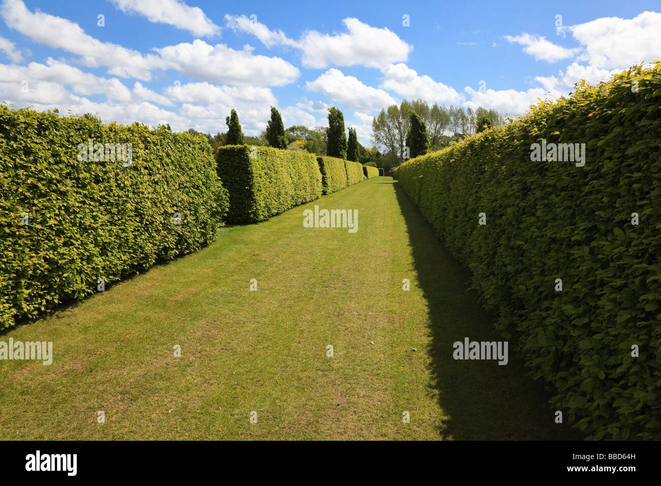 Long Hormbeam Hedgerow and Lawn at Hadlow College Kent Stock Photo - Alamy