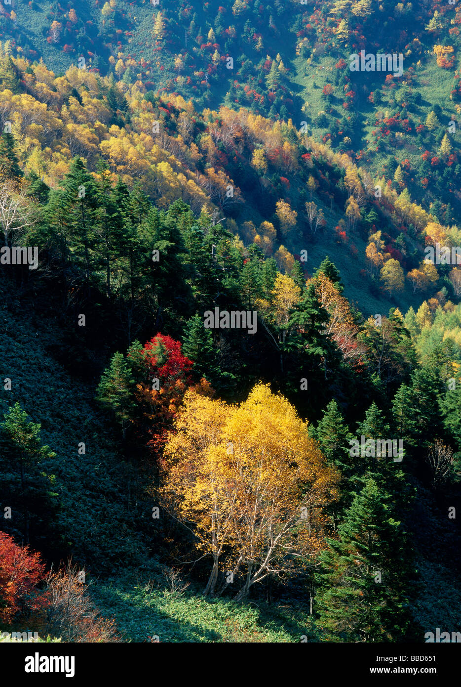 Autum leaves hi-res stock photography and images - Alamy