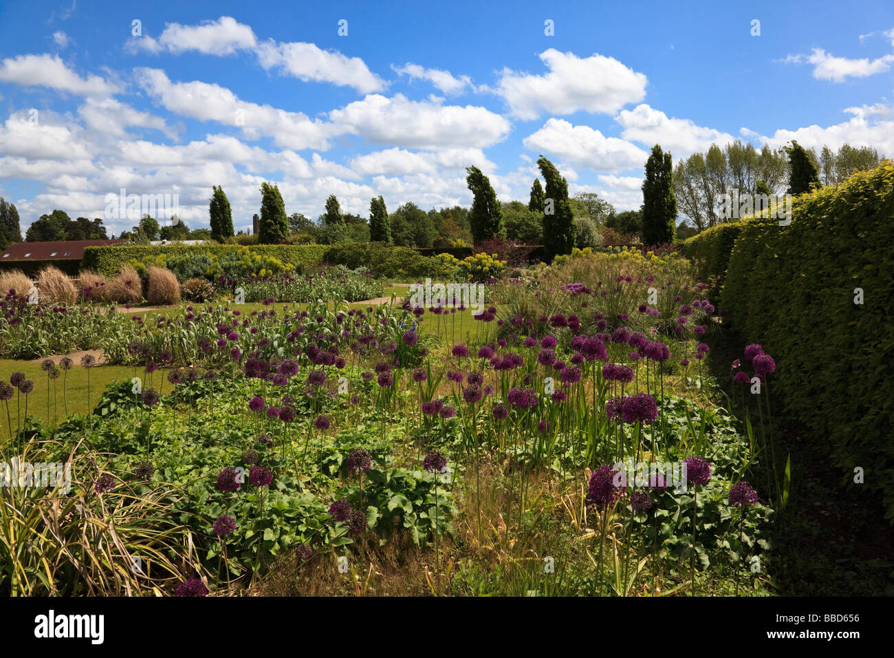 Early summer border with Alliums and Hornbeam hedge Kent Stock Photo ...