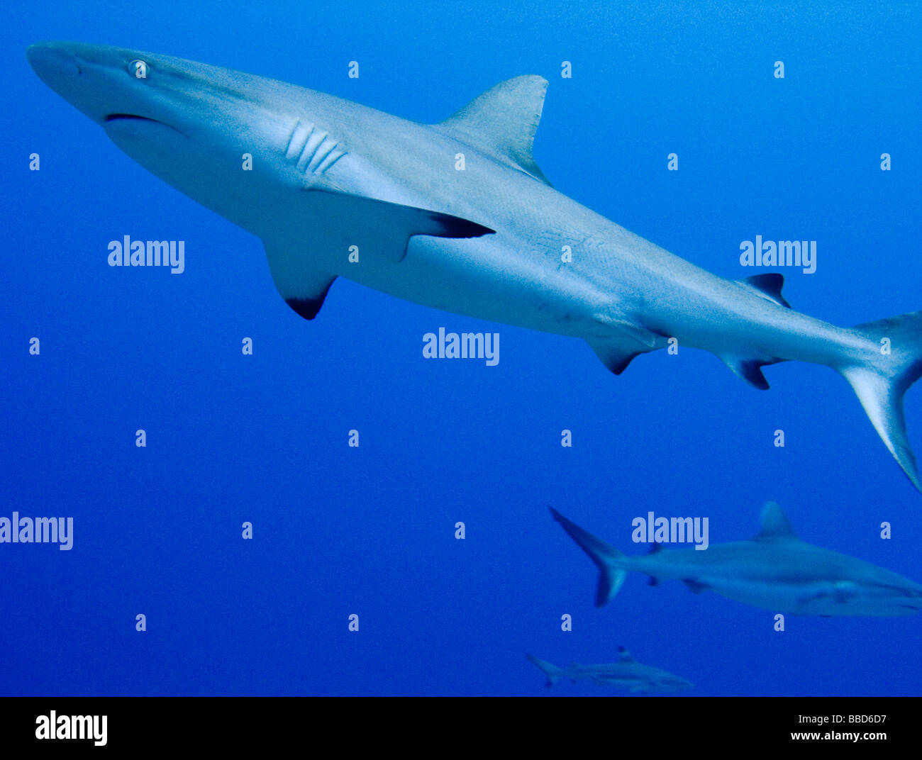 Sharks are friendly with divers in Moorea, French Polynesia (Tahiti ...