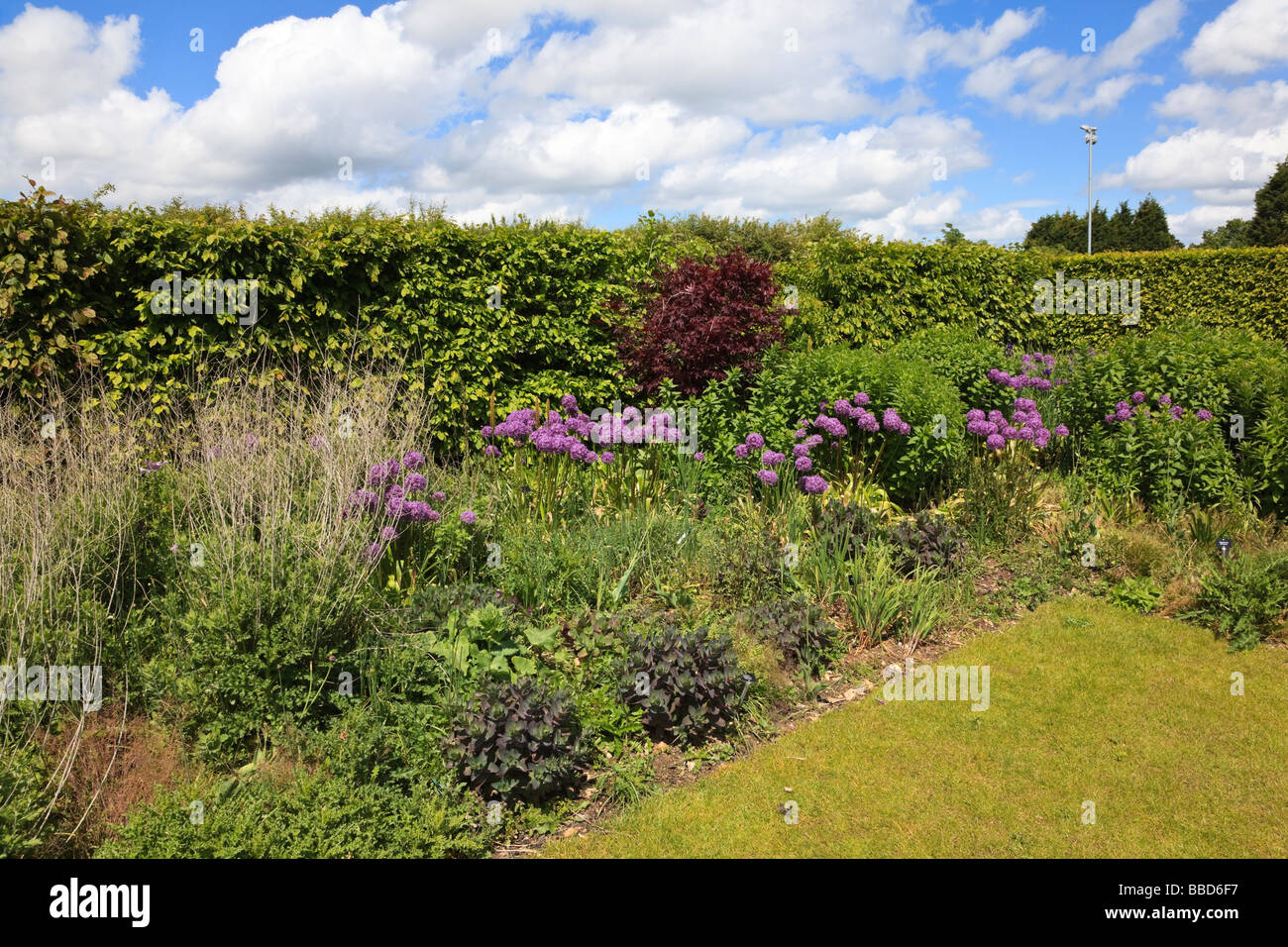 Early summer border with Alliums and Hornbeam hedge Kent Stock Photo ...