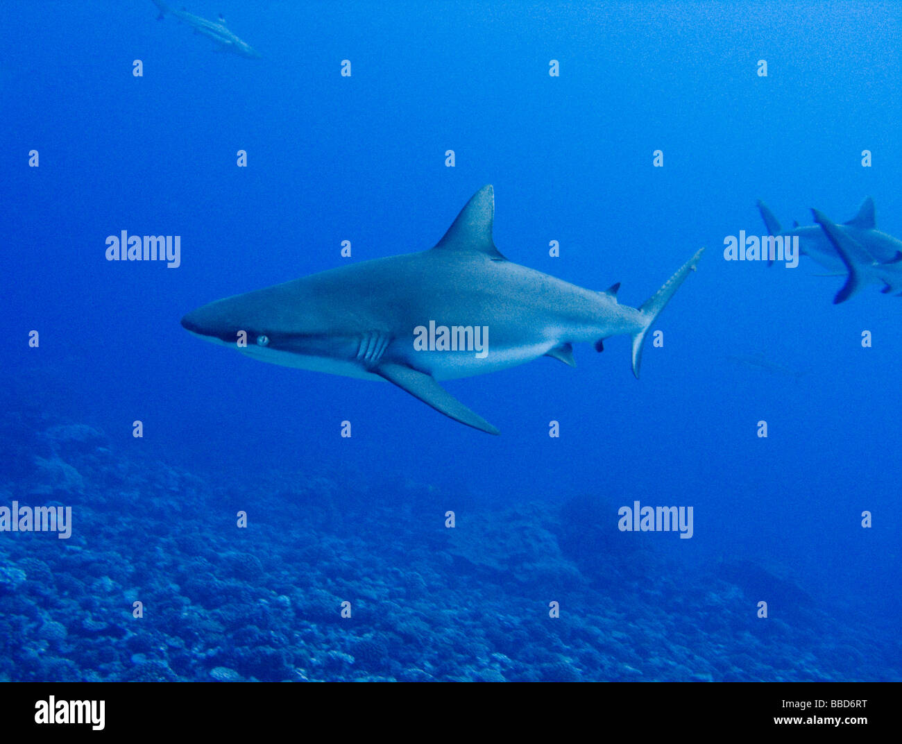 Sharks are friendly with divers in Moorea, French Polynesia (Tahiti ...