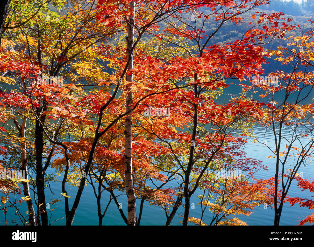 Autumn Leaves And Pond Stock Photo - Alamy
