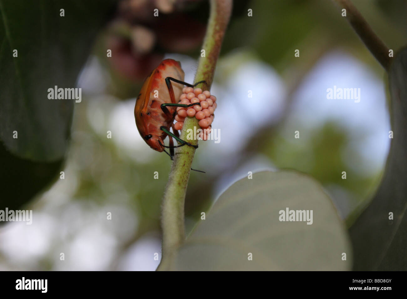 A STINK BUG ON A TREE BRANCH SITTING ON ITS EGGS BDA Stock Photo - Alamy