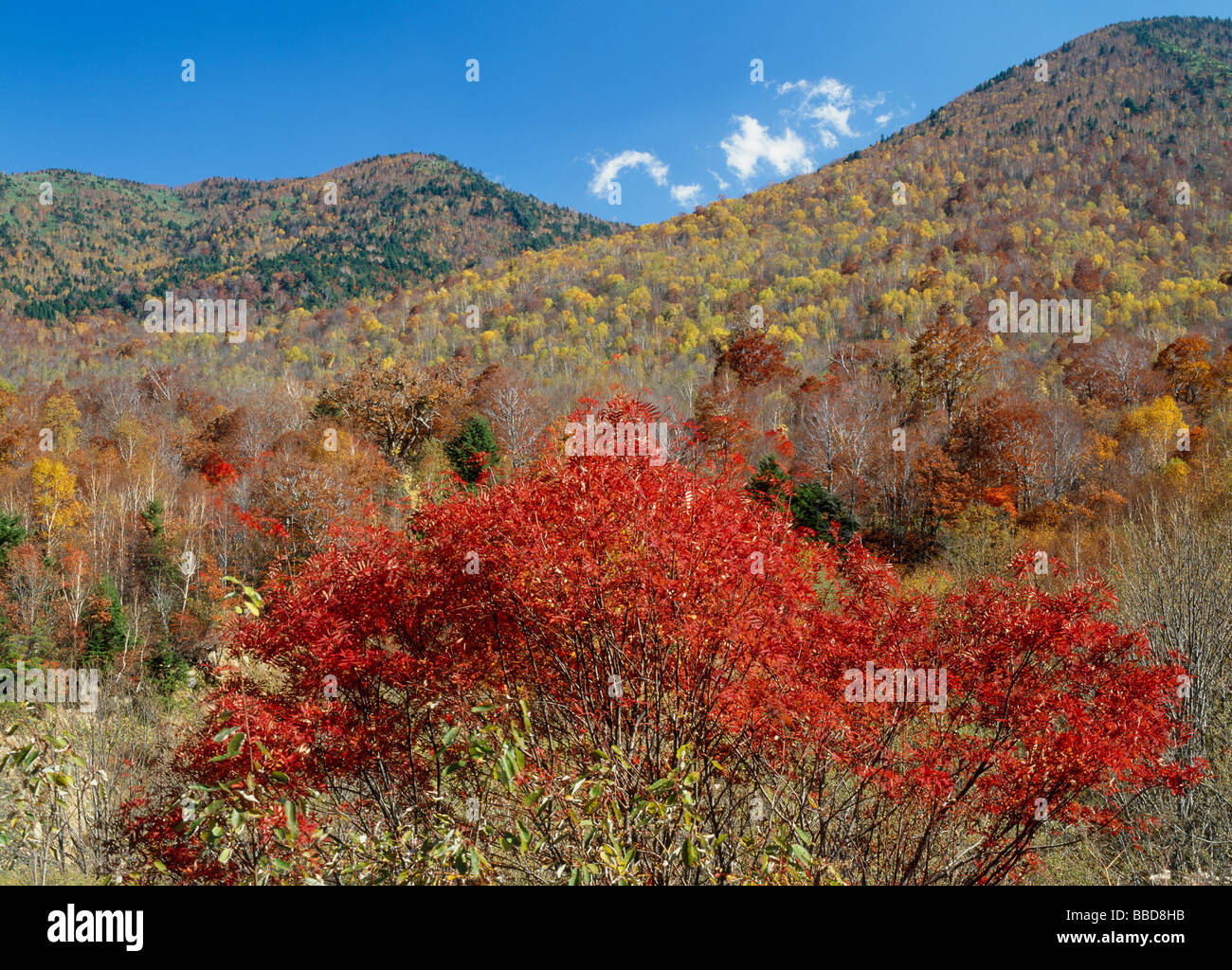 Mountain With Autumn Leaves Stock Photo - Alamy