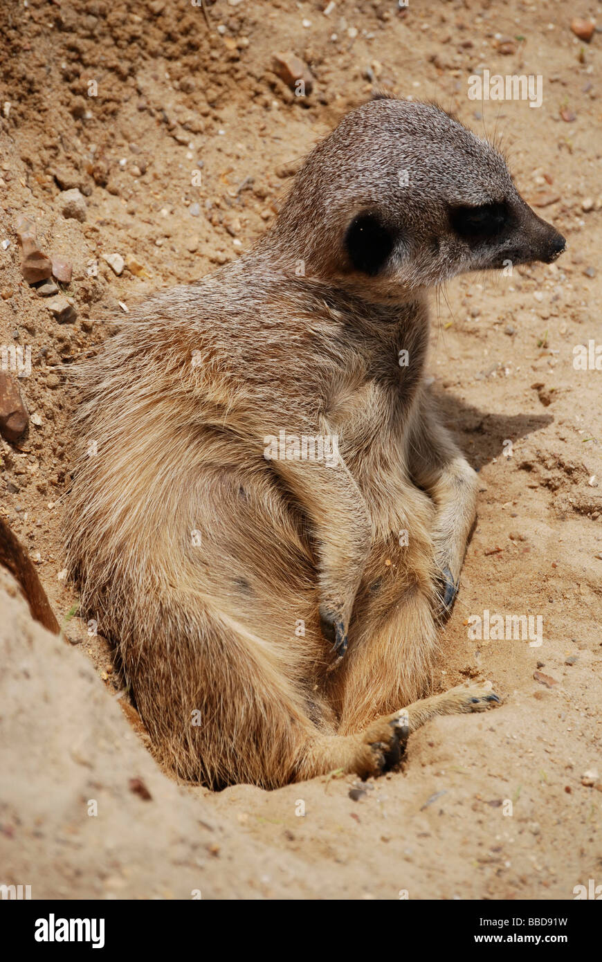 A resting Meerkat Stock Photo - Alamy
