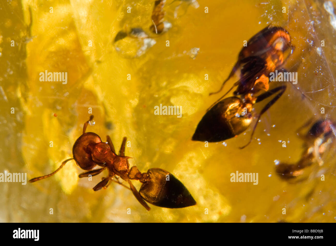 Spiny Ants in Madasgascan Copal (-young amber Stock Photo - Alamy