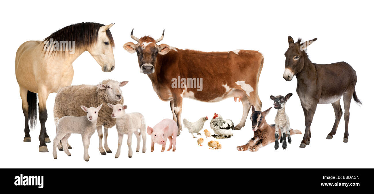 group of farm animals cow sheep horse donkey chicken lamb ewe goat pig ...
