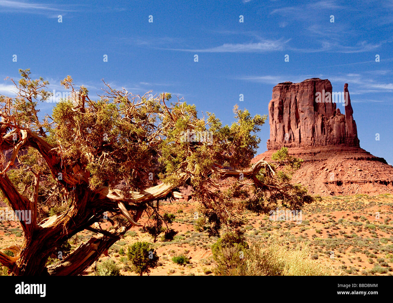 West Mitten and Juniper tree Monument Valley Utah Arizona USA Stock ...