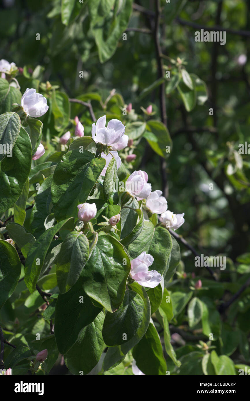 Blossom of quince tree Cydonia oblonga 'Vranja' Stock Photo - Alamy