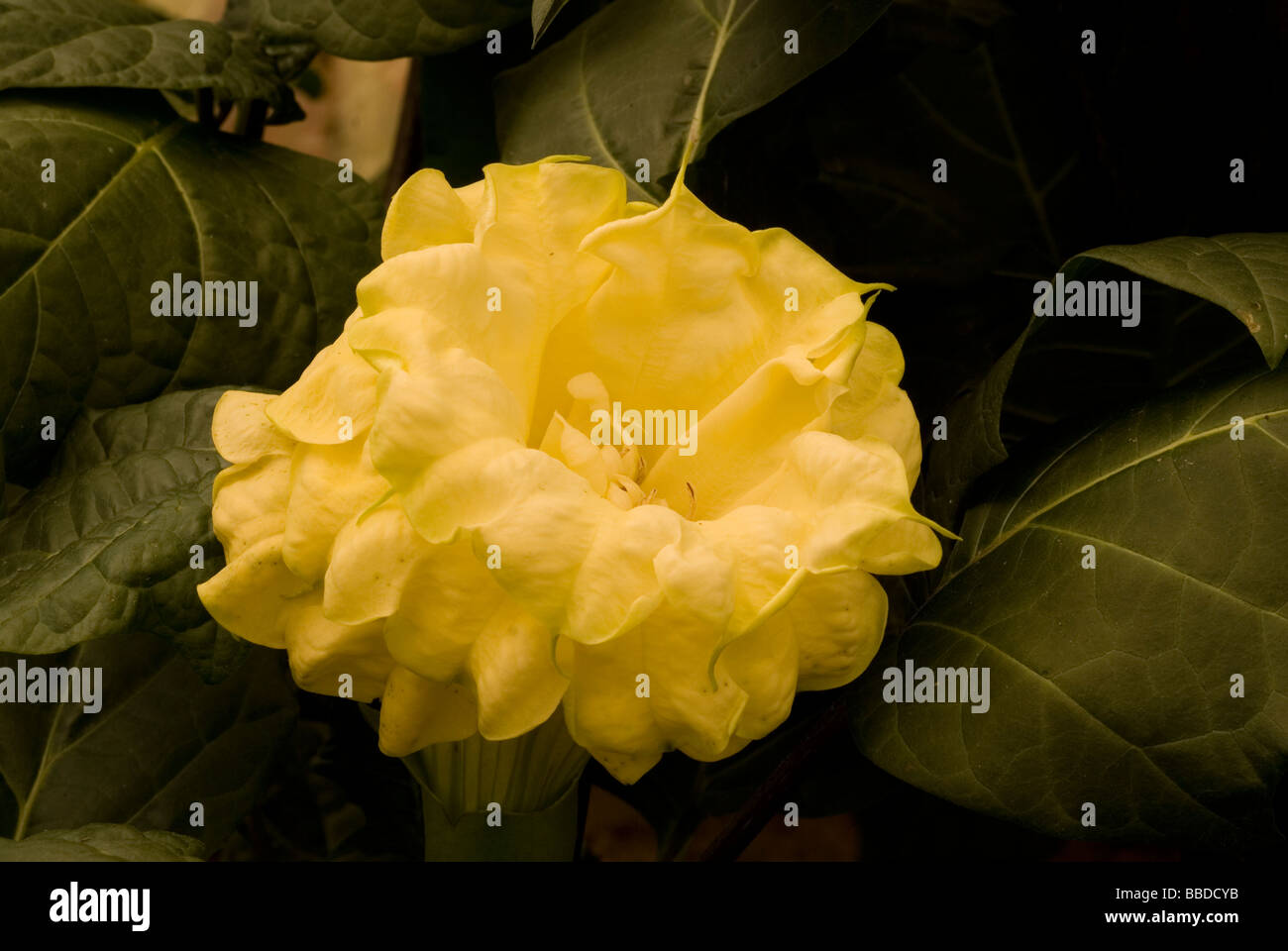 Datura High Resolution Stock Photography and Images - Alamy