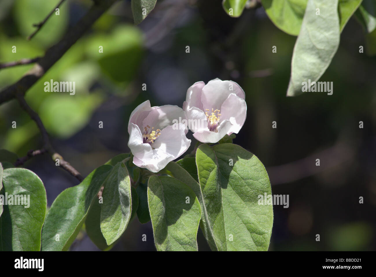 Blossom of quince tree Cydonia oblonga 'Vranja' Stock Photo - Alamy