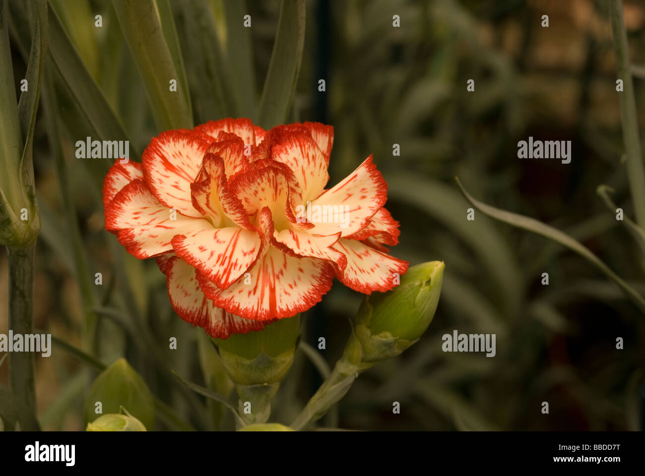 Garofano garofano dianthus hi-res stock photography and images - Alamy
