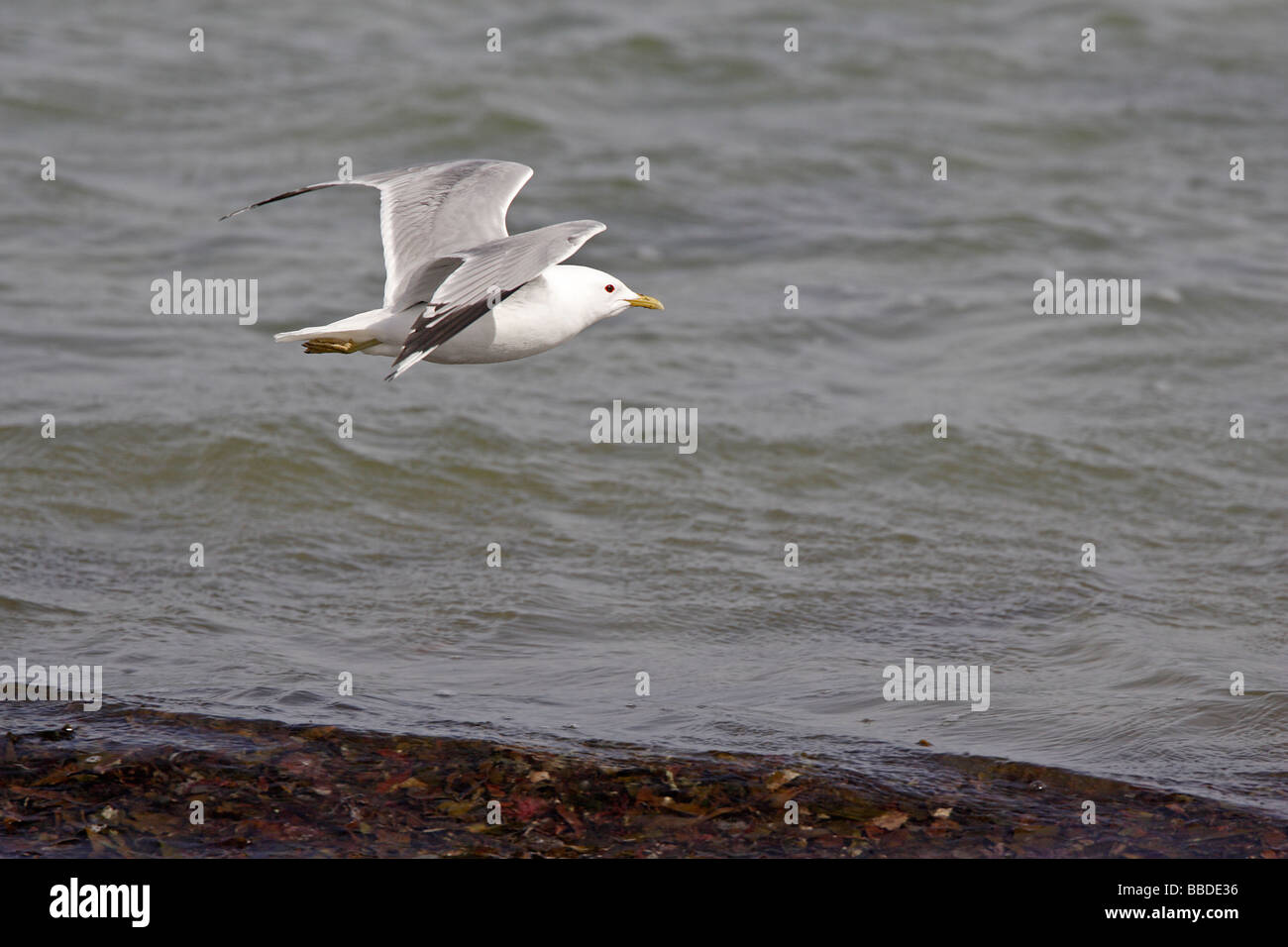 Common Gull in flight Stock Photo - Alamy Common Gull in flight Stock Photo - Alamy