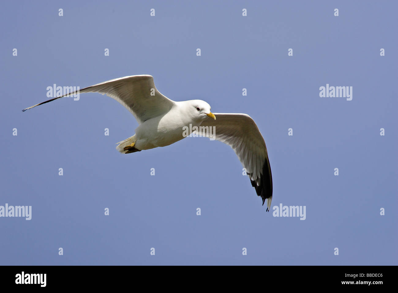 Common Gull in flight Stock Photo - Alamy