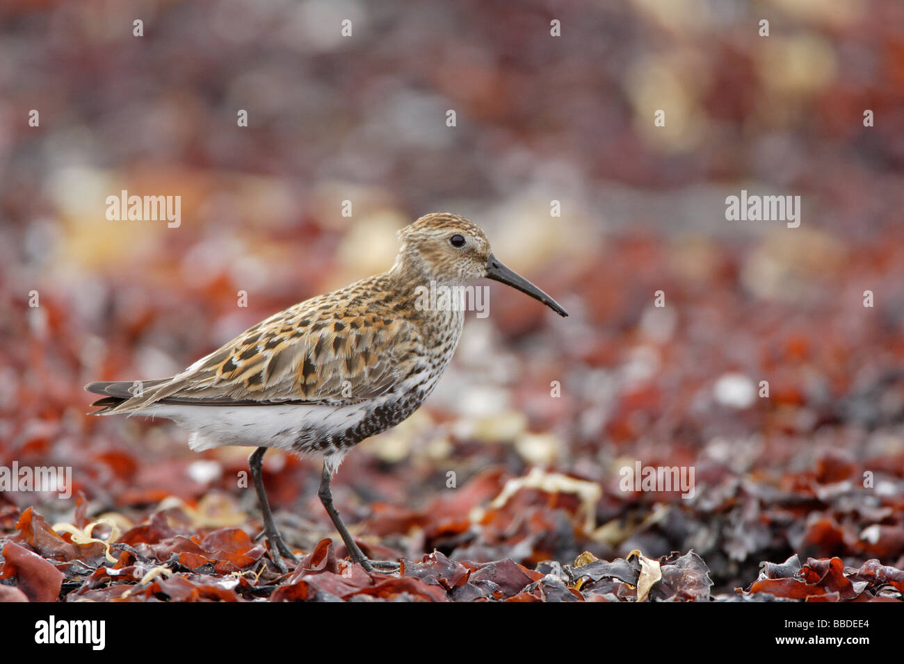 Dunlin in summer plumage Stock Photo - Alamy