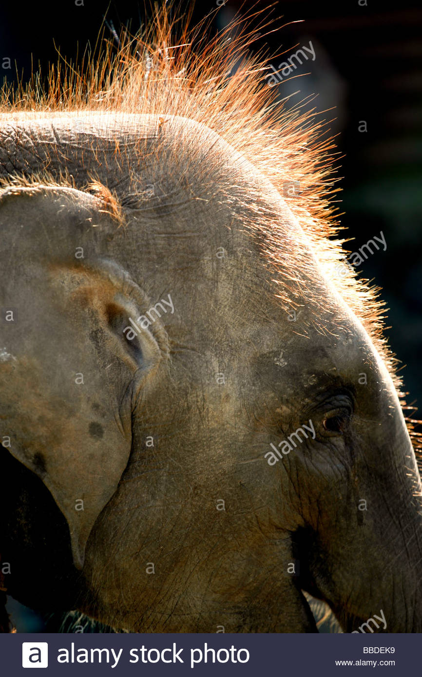 Asian Elephant Hairy Baby Stock Photos & Asian Elephant Hairy Baby ...