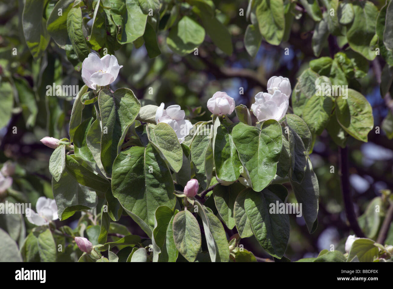 Blossom of quince tree Cydonia oblonga 'Vranja' Stock Photo - Alamy