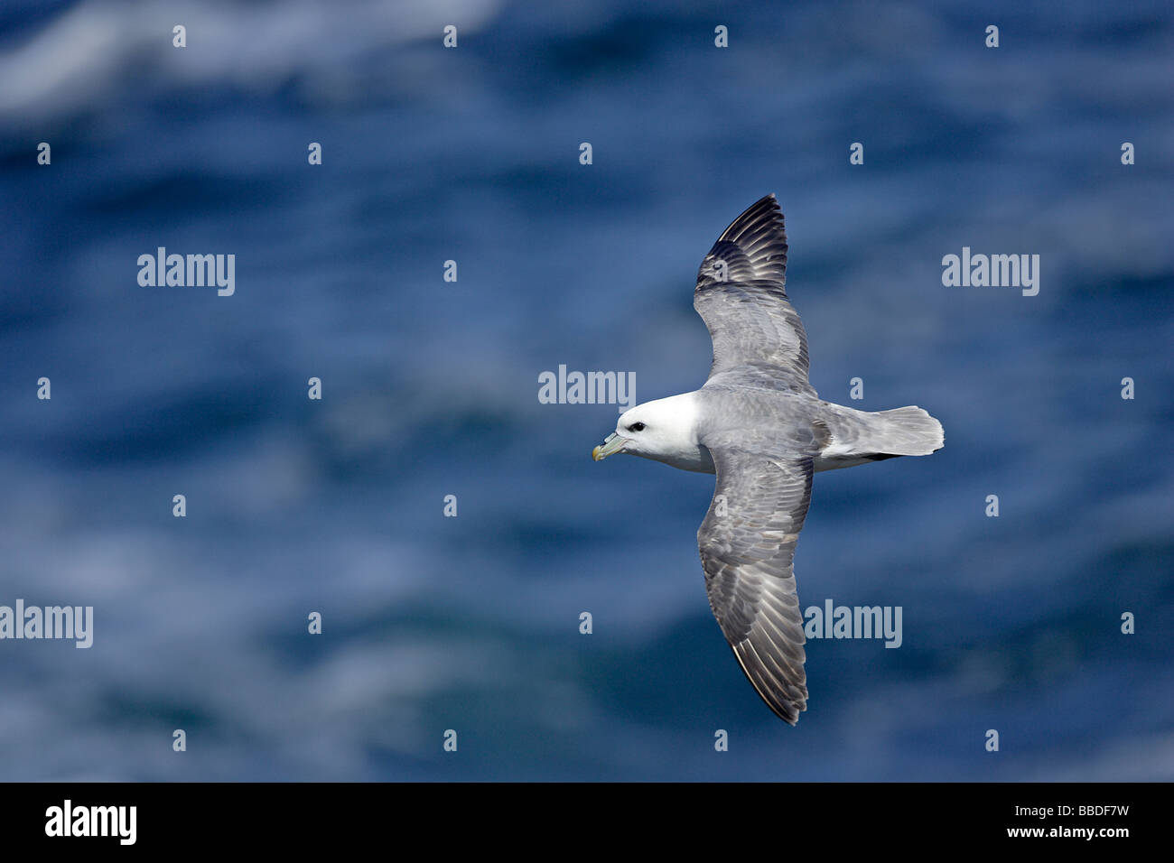 Northern Fulmar in flight Stock Photo - Alamy