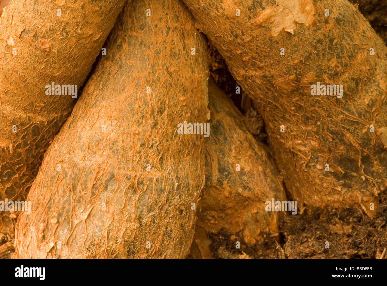 Bombacaceae Stock Photos & Bombacaceae Stock Images - Alamy