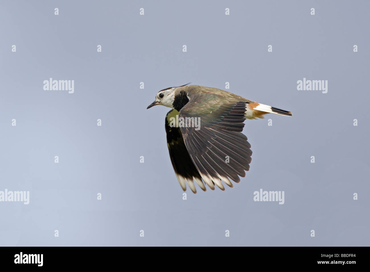 Northern lapwing flying hi-res stock photography and images - Alamy