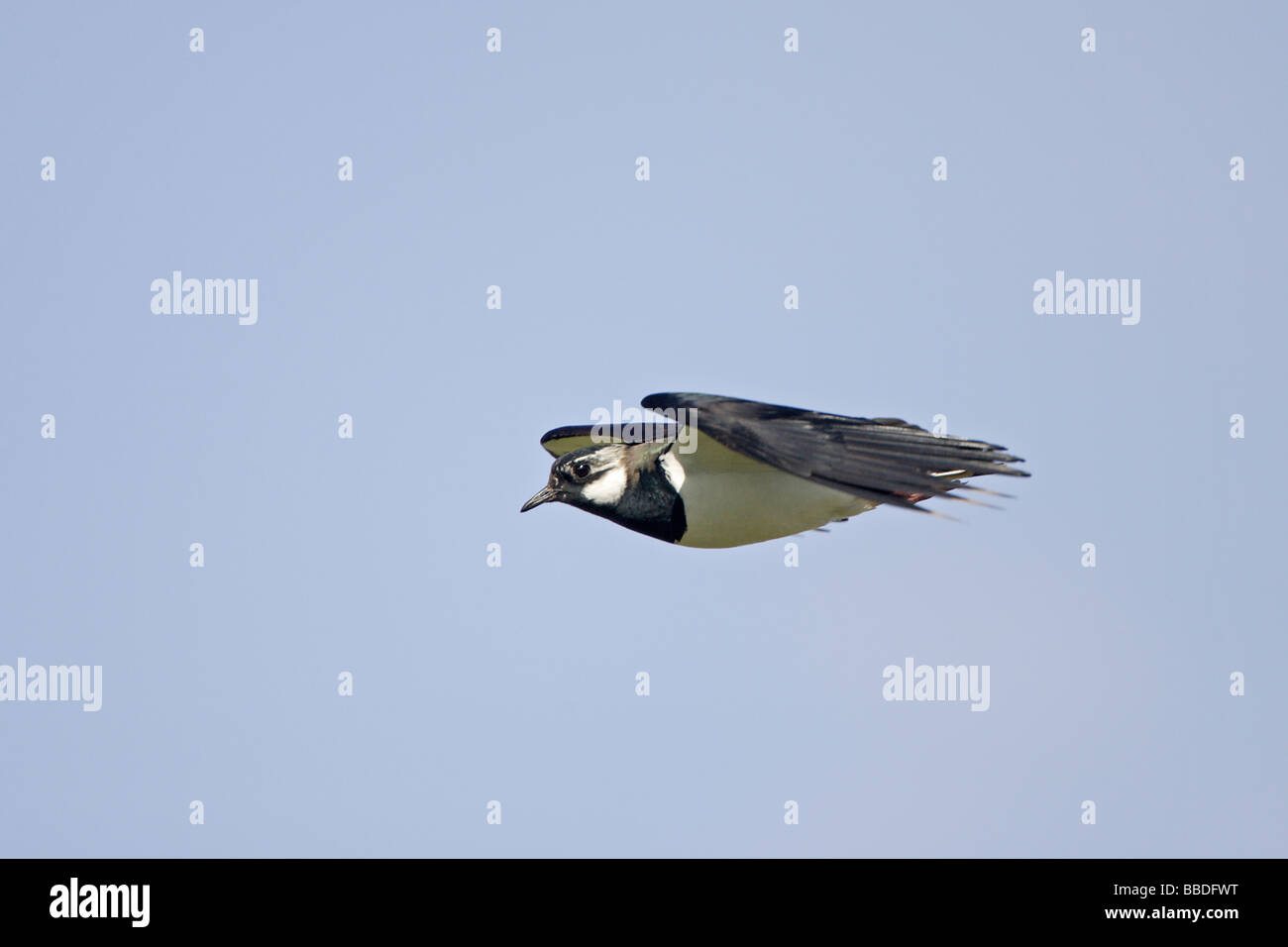 Lapwing flying hi-res stock photography and images - Alamy