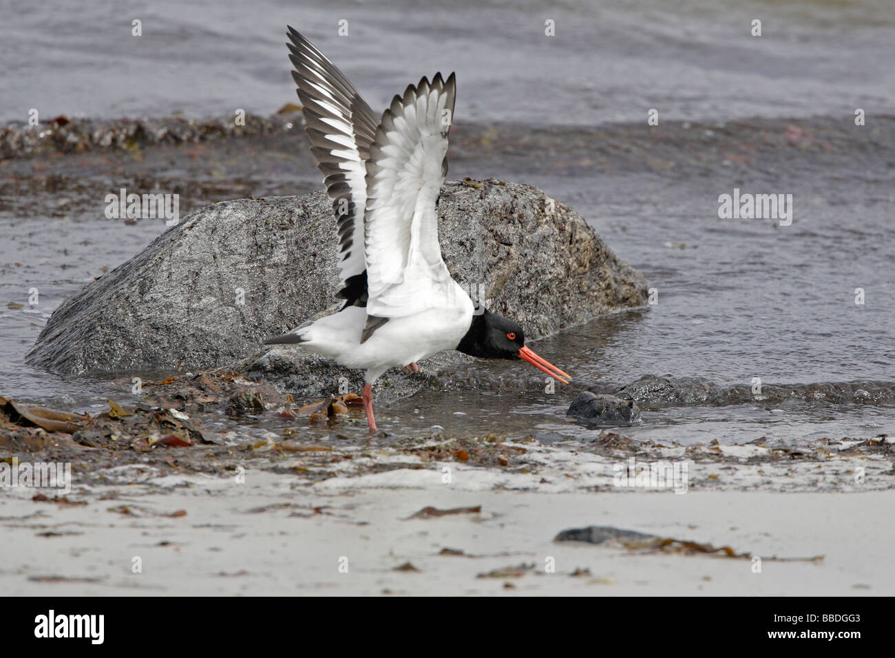 Eurasian Oystercatcher stretching Stock Photo - Alamy