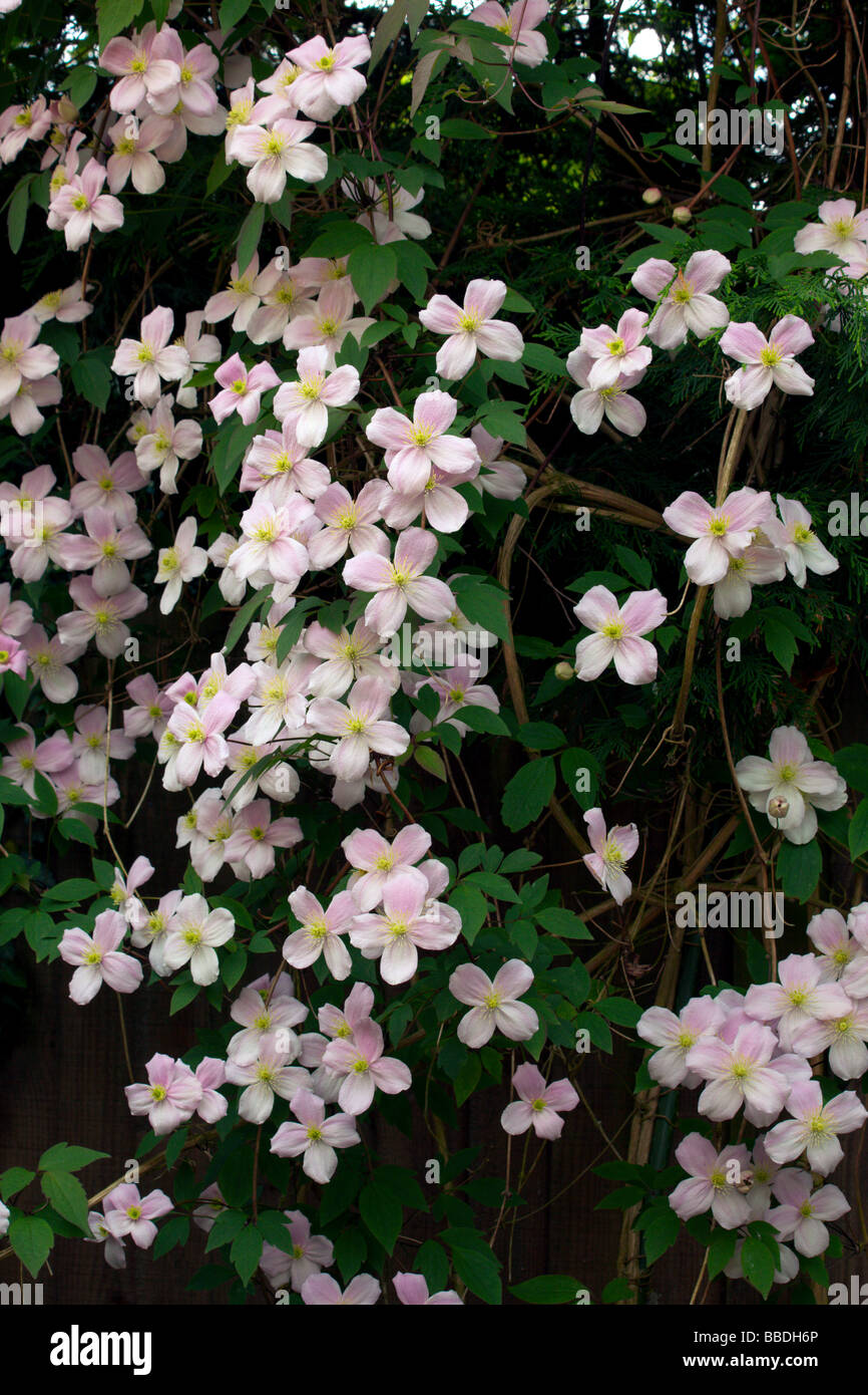Clematis montana 'Elizabeth' Stock Photo - Alamy