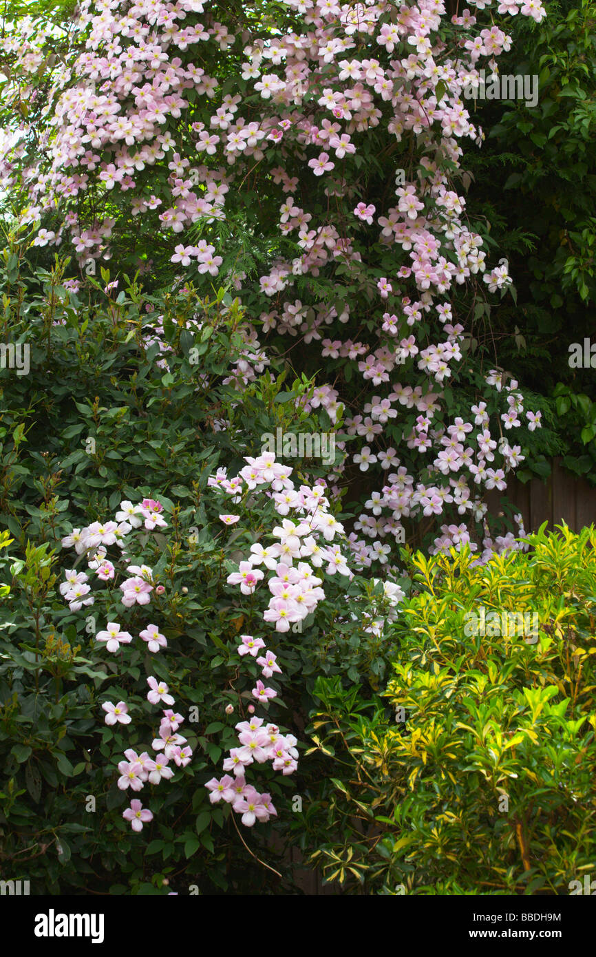 Clematis montana 'Elizabeth' Stock Photo - Alamy