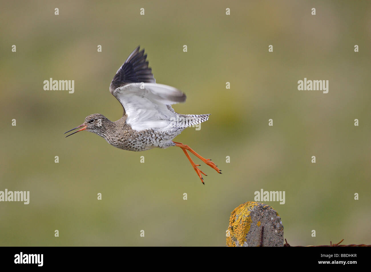 Common Redshank flying from post Stock Photo - Alamy
