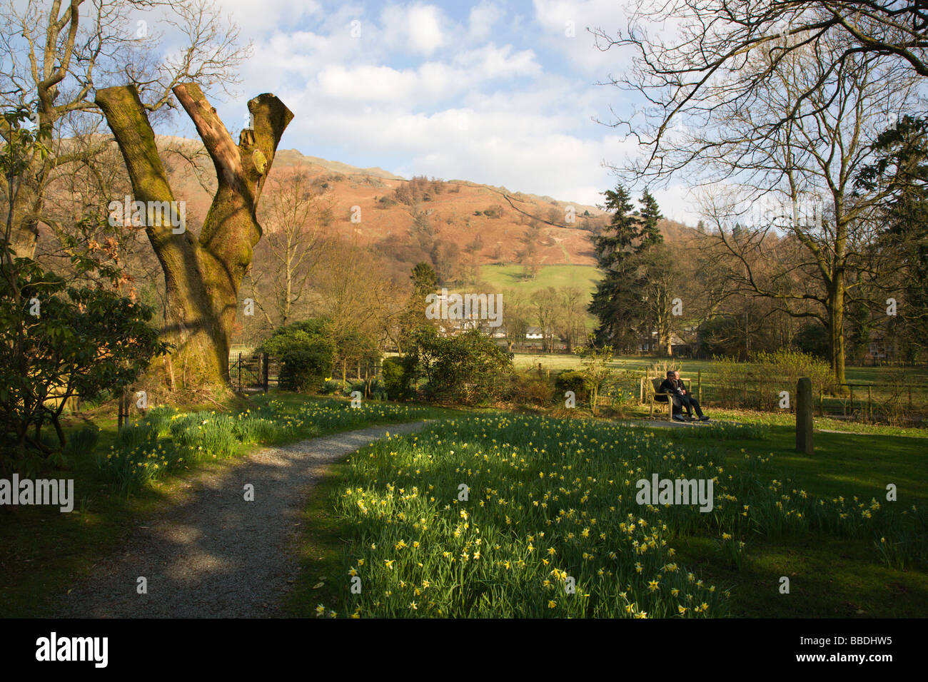 Wordsworth Daffodil Garden Grasmere Cumbria England Stock Photo - Alamy