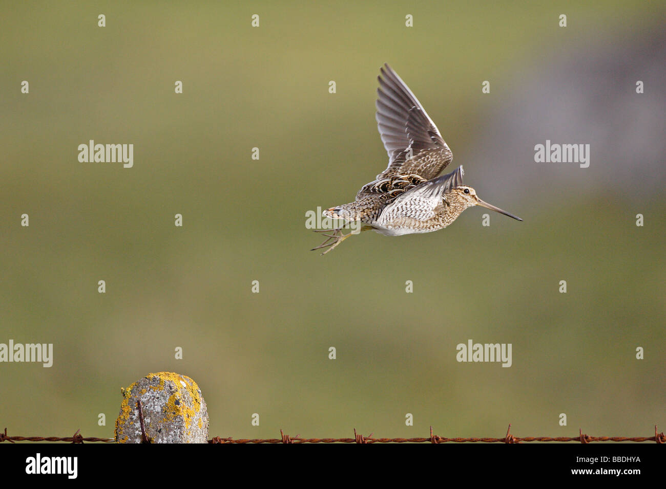 Common Snipe flying from post Stock Photo - Alamy