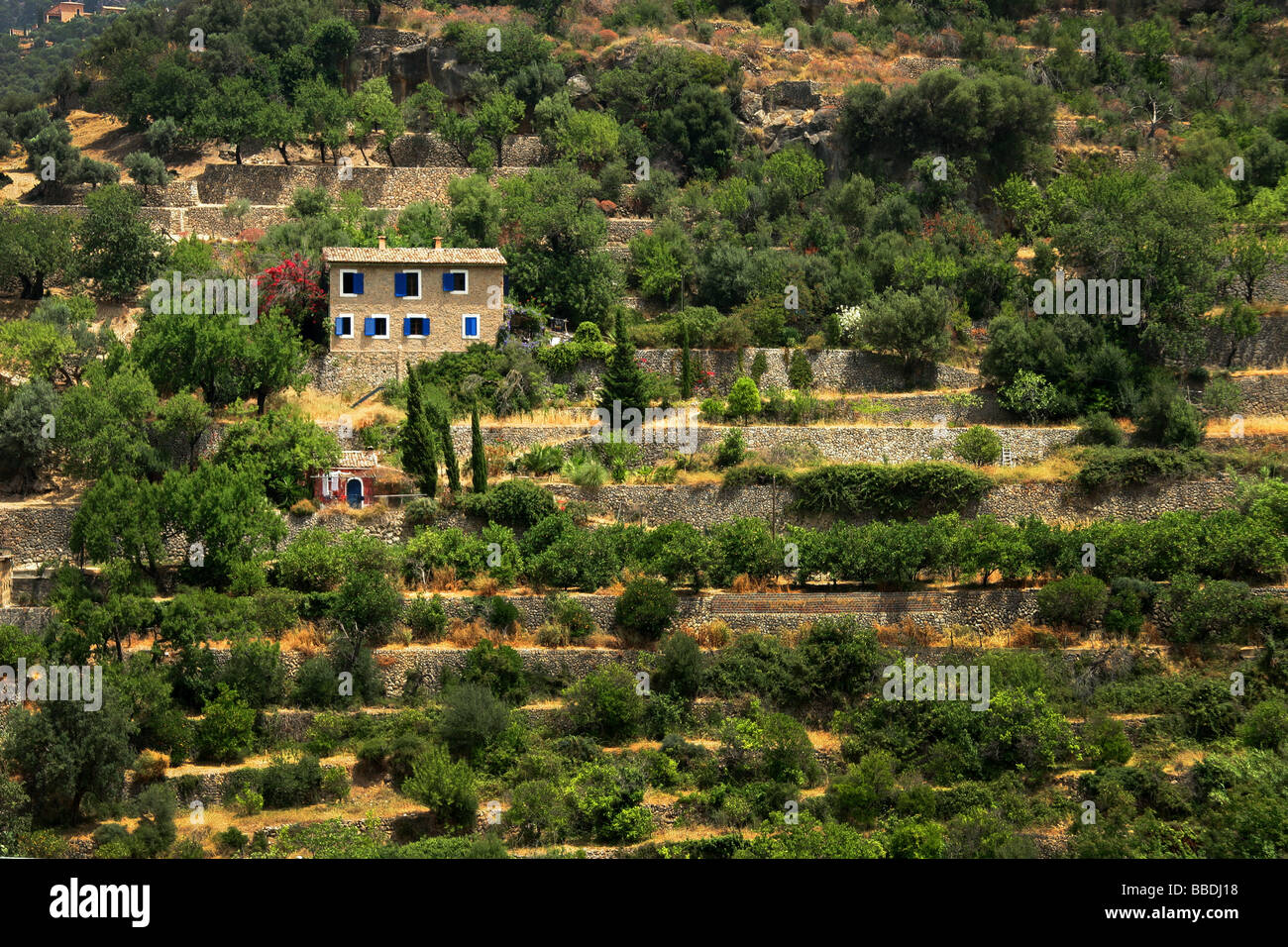 Terraces olive trees hi-res stock photography and images - Alamy