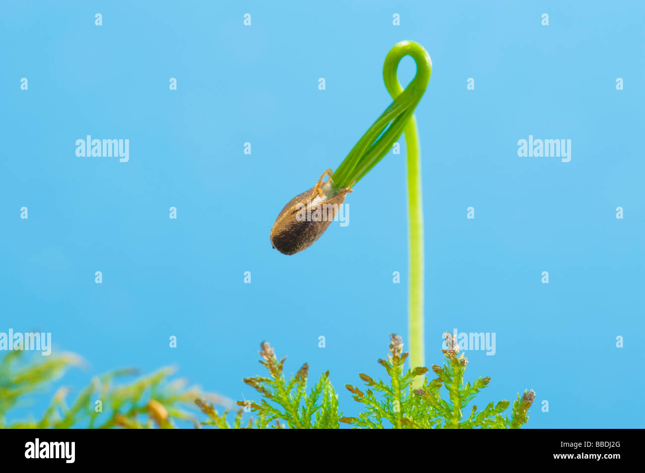 Cotyledon Seed Germination High Resolution Stock Photography and Images - Alamy