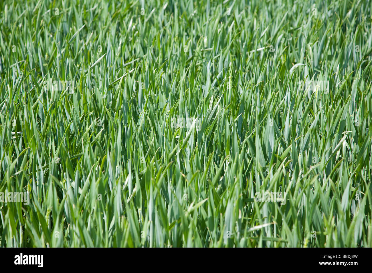 Cereal crops hi-res stock photography and images - Alamy