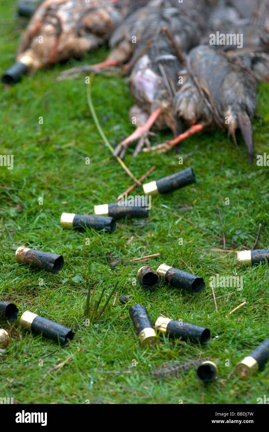 Dead Partridges with empty cartridges - during a hunting shoot in the ...