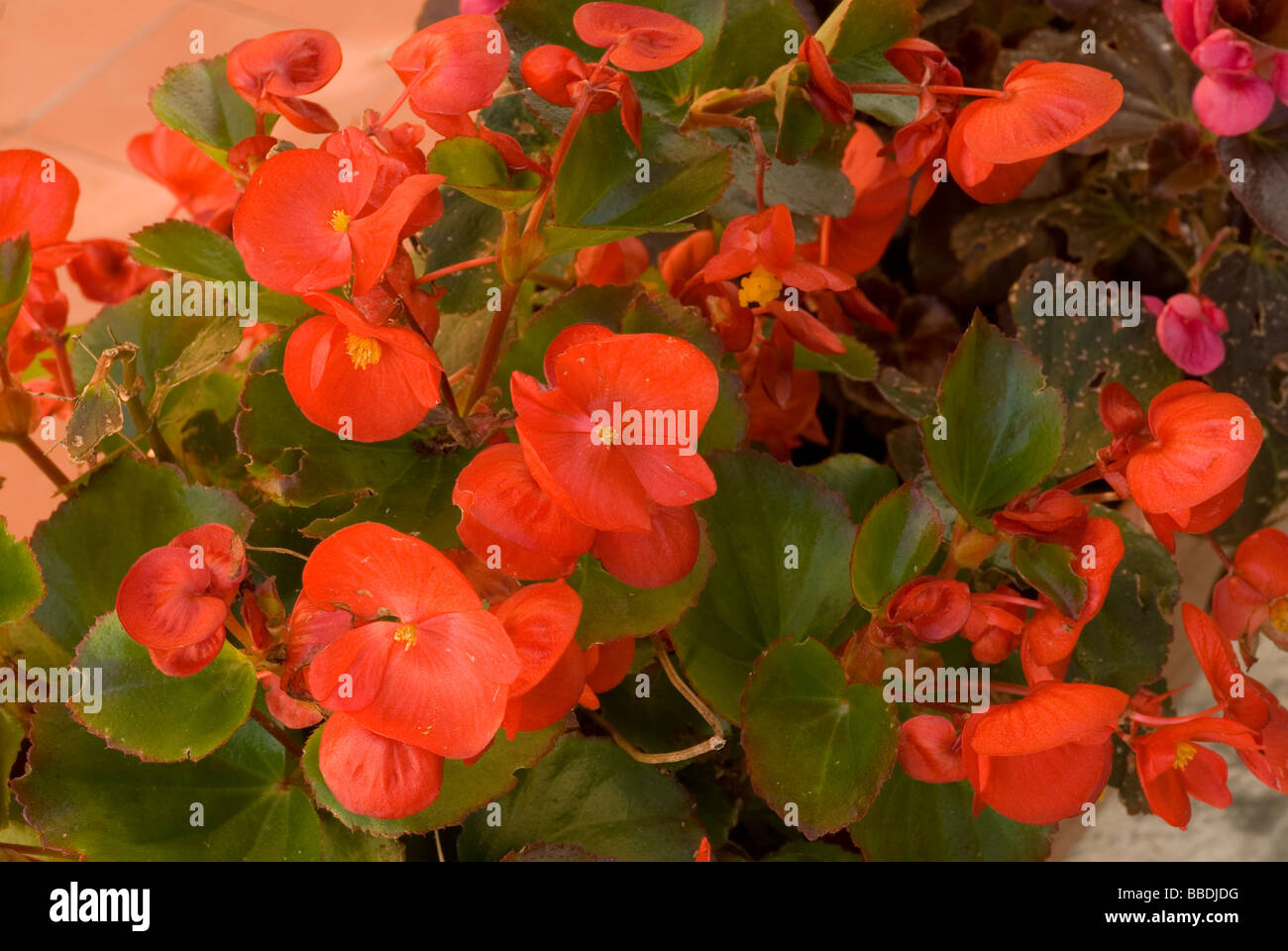 Wax Begonias Begonia semperflorens, Begoniaceae Stock Photo - Alamy