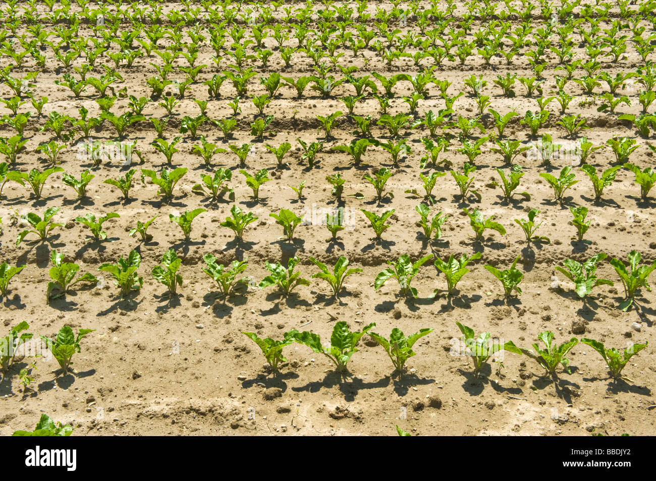 sugarbeet sugar beet row fertile prolific field crop order ordering in ...