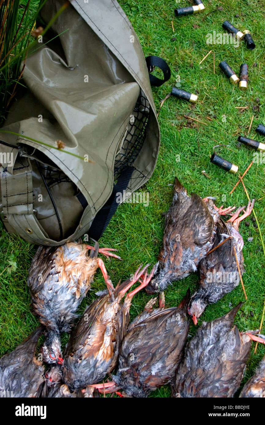 Dead Partridges with empty cartridges - during a hunting shoot in the ...