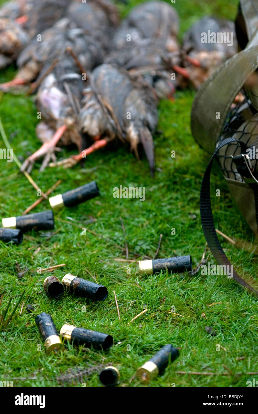 Dead Partridges with empty cartridges - during a hunting shoot in the ...