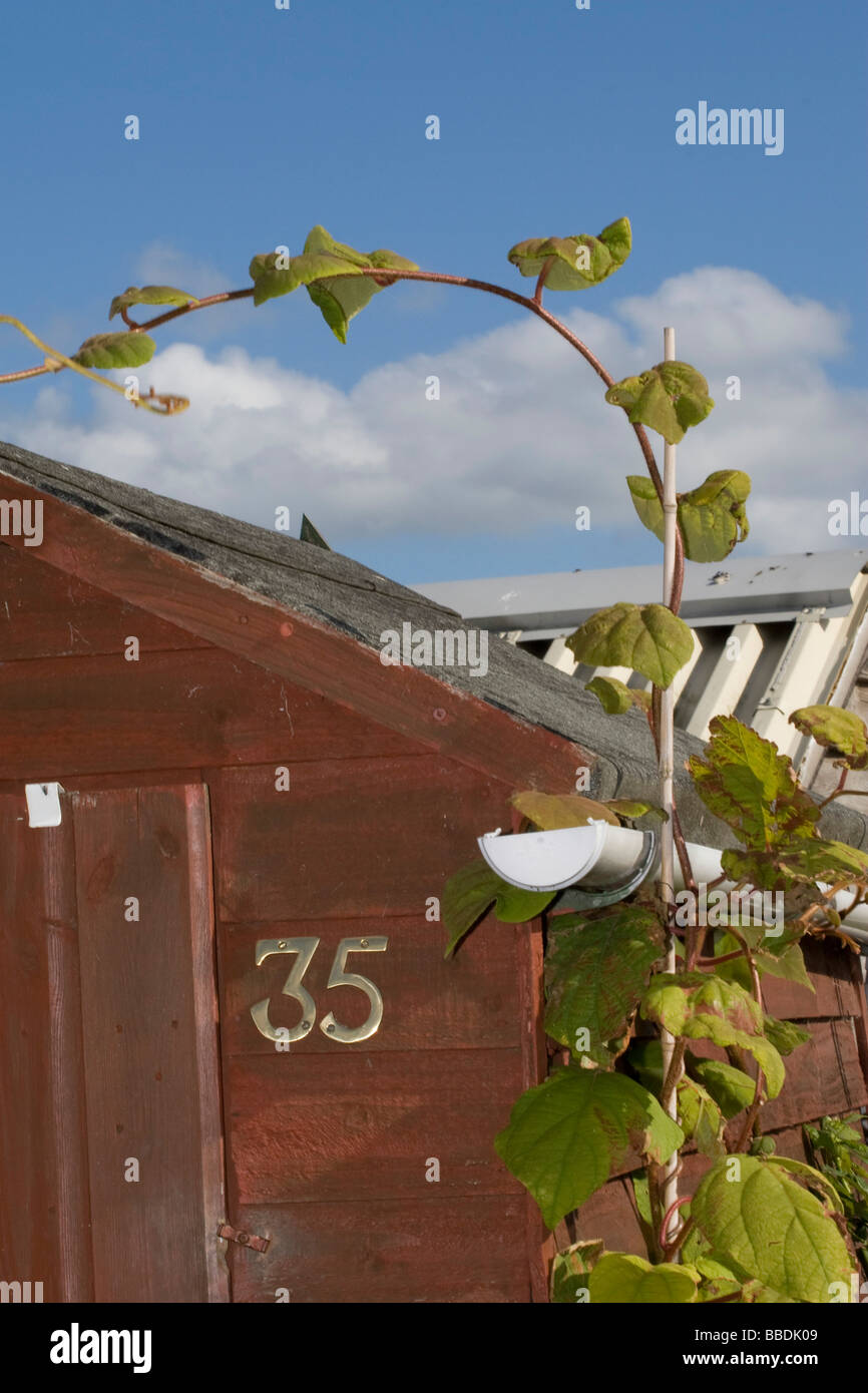 Wooden shed on allotments hi-res stock photography and images - Alamy