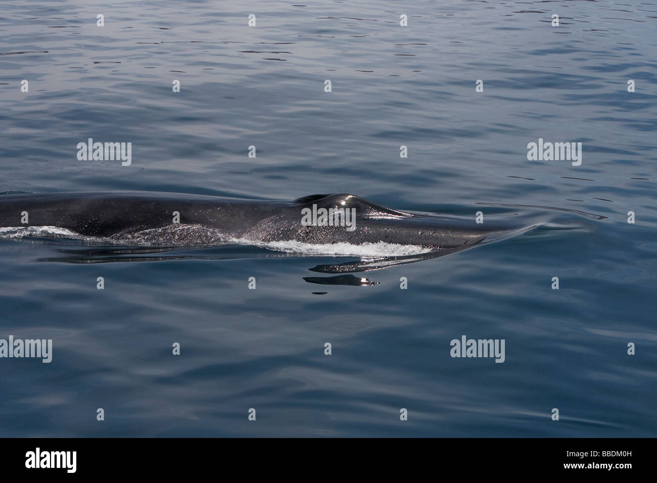 Fin Whale Balaenoptera physalus Finnwal head with blowhole and typical ...