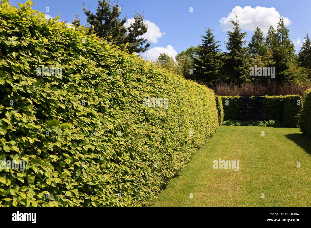 Example of Hornbeam hedging and mown lawn at Hadlow college Kent UK ...