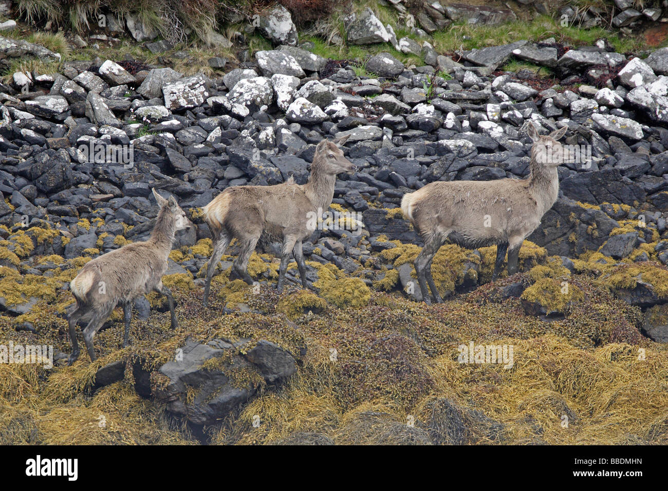 Red Deer on sea shore Stock Photo - Alamy