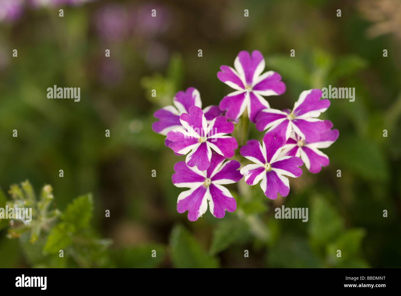 Flowers of Verbena sp. , Verbenaceae Stock Photo - Alamy