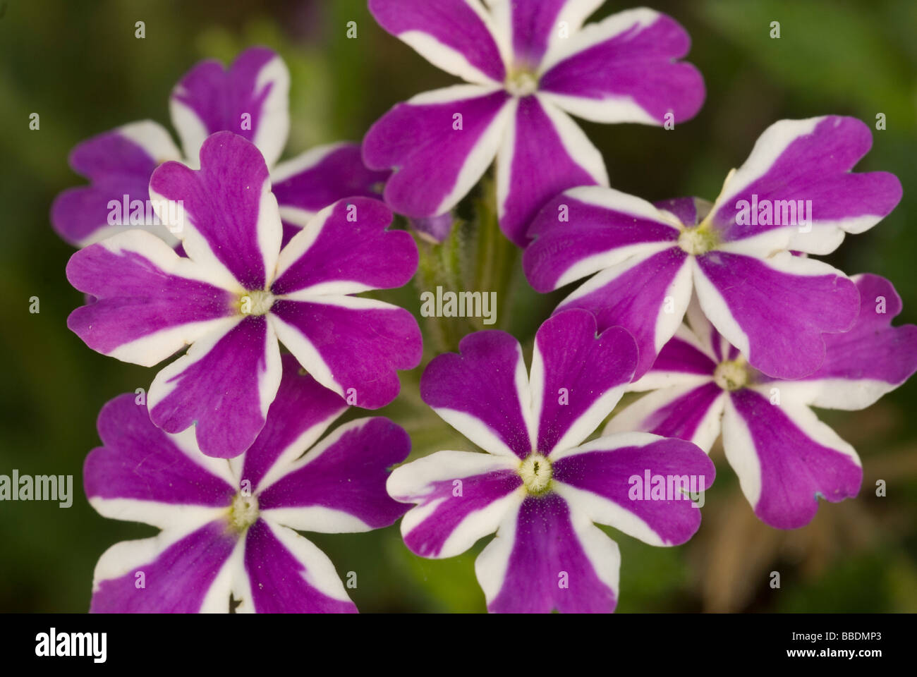 Flowers of Verbena sp. , Verbenaceae Stock Photo - Alamy