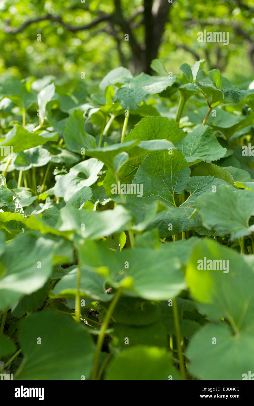 Fuki, or giant butterbur, a vegetable crop in Japan, grows intensively ...