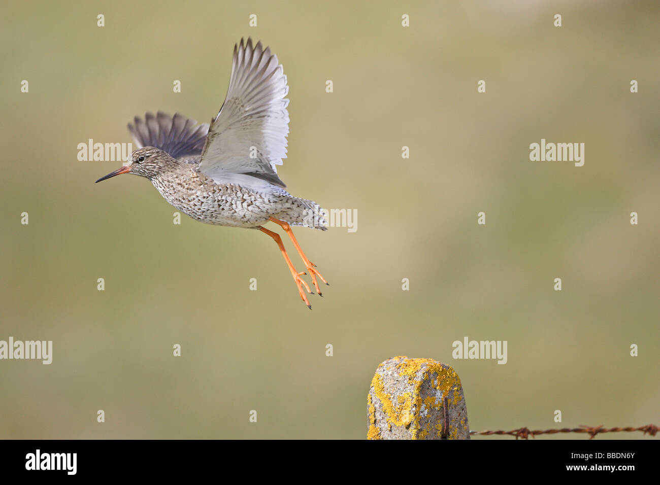 Flying redshank hi-res stock photography and images - Alamy