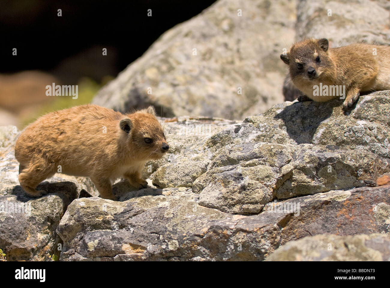 Rock hyrax (Procavia capensis) two Dassie between rocks in Cape Town ...